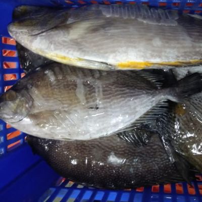 Rabbit Fish | Sisco Foods