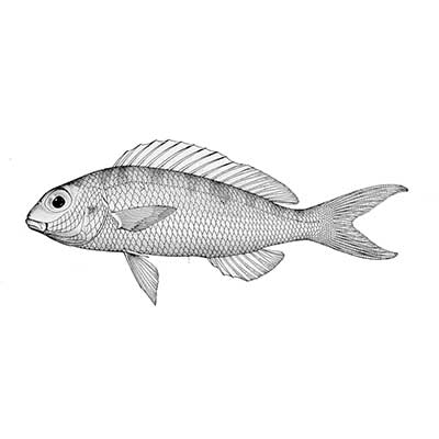 Japanese Threadfin | Sisco Foods