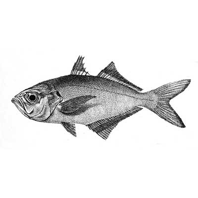 Kuthippu (Whitefish) | Sisco Foods