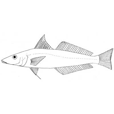 Silver Sillago | Sisco Foods