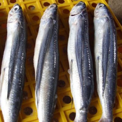 Seafood | Sisco Foods