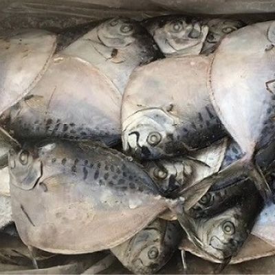 Seafood | Sisco Foods